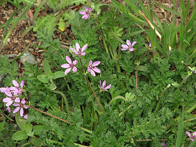 The Ingenious Stork's Bill Seed Plants Itself! Kids News Article